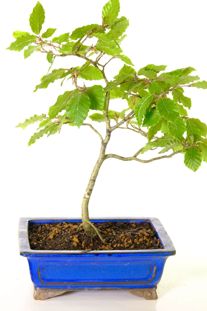 Lovely outdoor beech bonsai (fagus sylvatica) for Sale