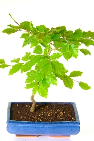 Our Range of Outdoor Bonsai Trees for Sale from Bonsai Direct