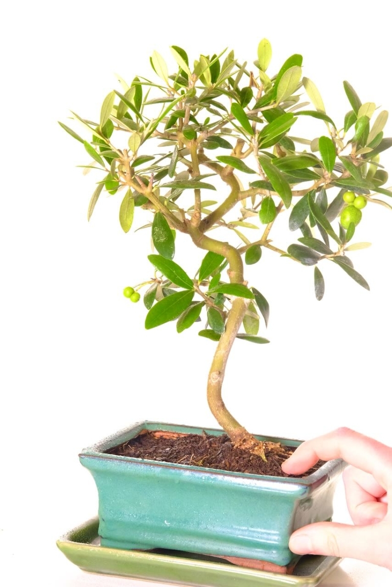 Olive Tree Bonsai (Olea Europaea) for sale UK | Small Olive Fruits