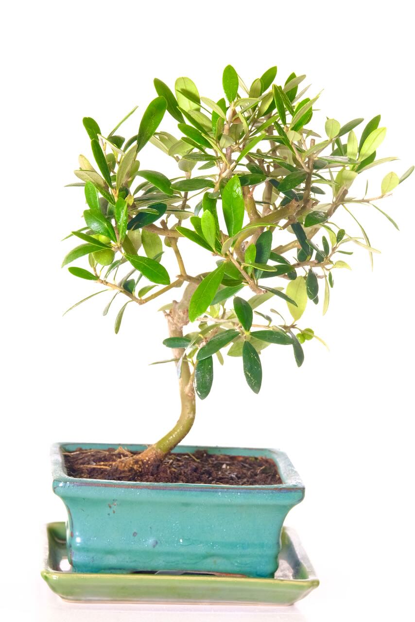 Olive Tree Bonsai (Olea Europaea) for sale UK | Small Olive Fruits
