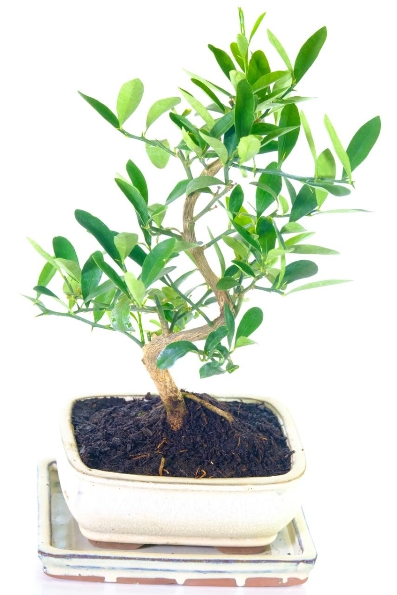 Our Range of Outdoor Bonsai Trees for Sale from Bonsai Direct