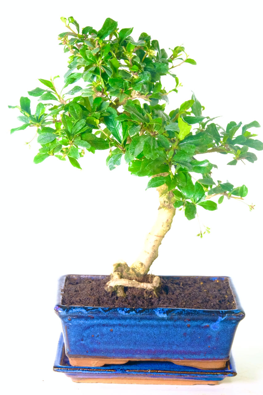 Tea Tree Bonsai - Exploring the Flourishing Beauty of this Bonsai