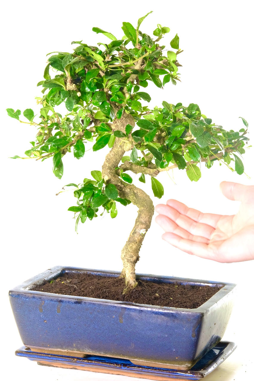 Fukien Tea Tree Bonsai: White Flowers - Exceptional Design