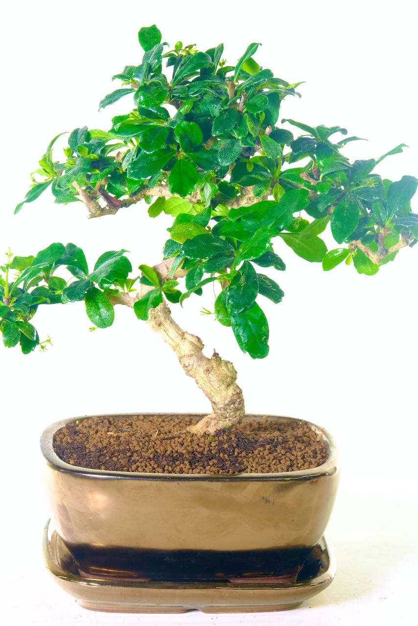 Flowering Fukien Tea Tree Bonsai with Artistic Styling