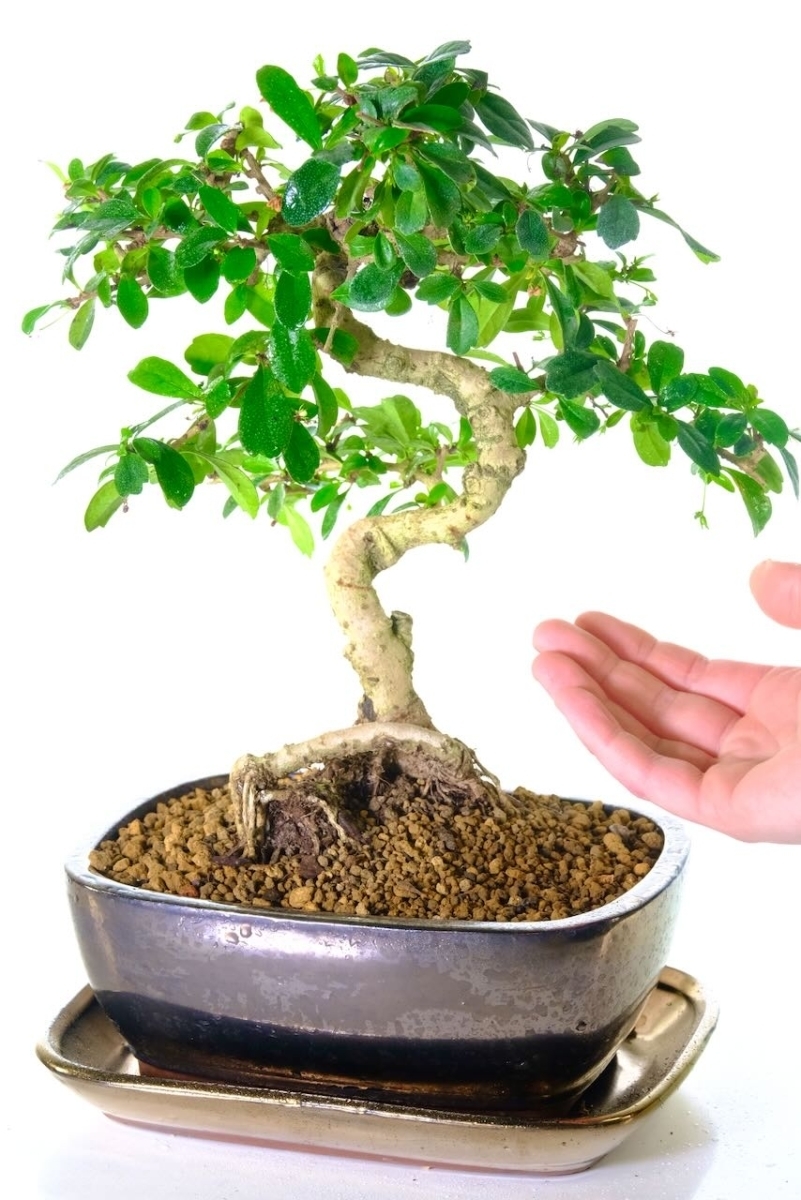 Incredible Carmona Microphylla Bonsai