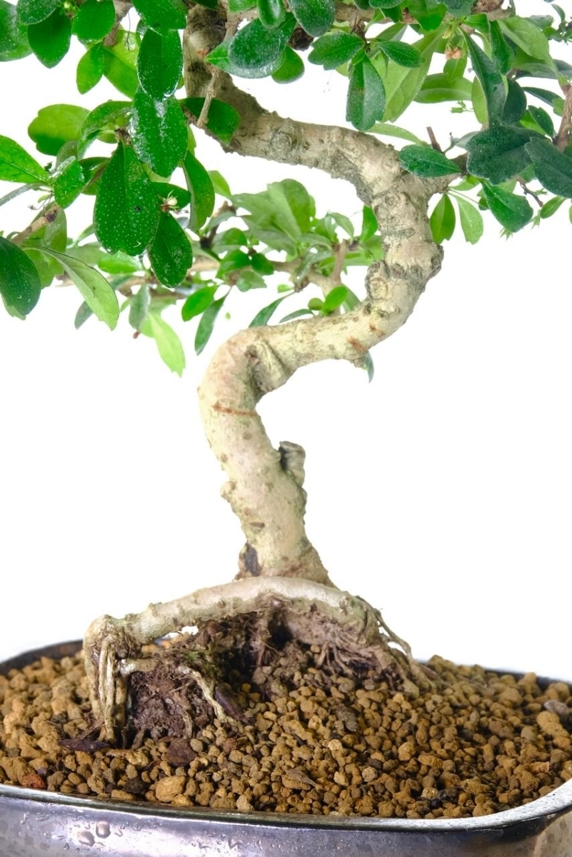 Incredible Carmona Microphylla Bonsai