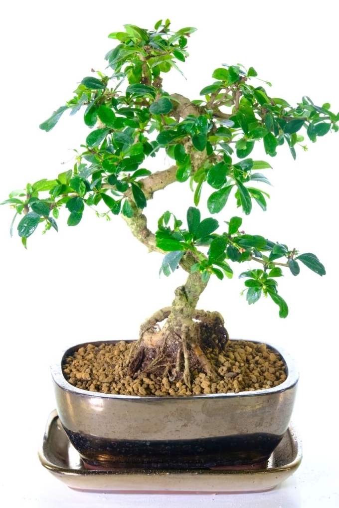 Incredible Carmona Microphylla Bonsai