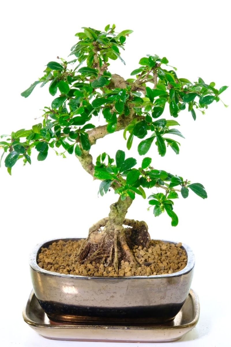 Incredible Carmona Microphylla Bonsai