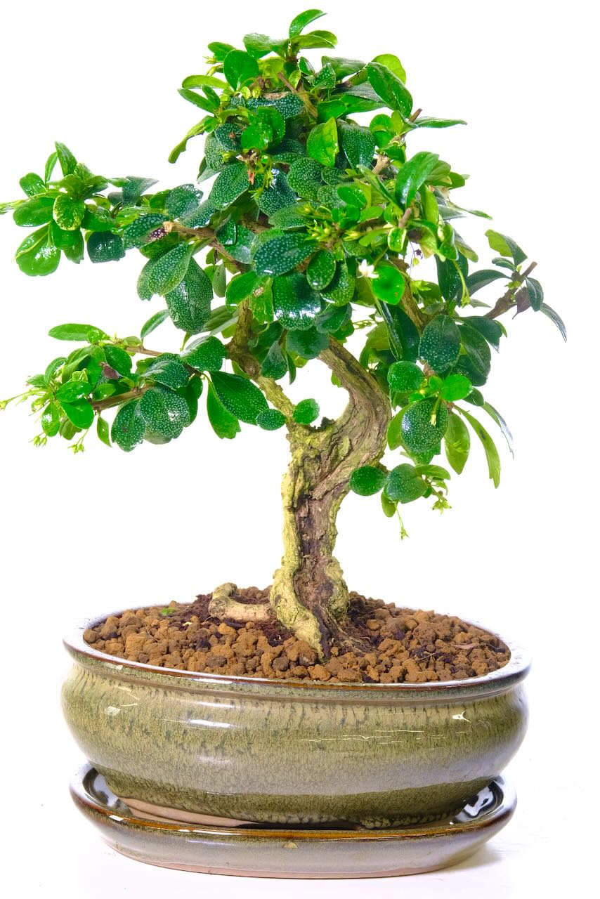 Fukien Tea Tree Bonsai with Striking Shari Trunk - Truly Amazing!