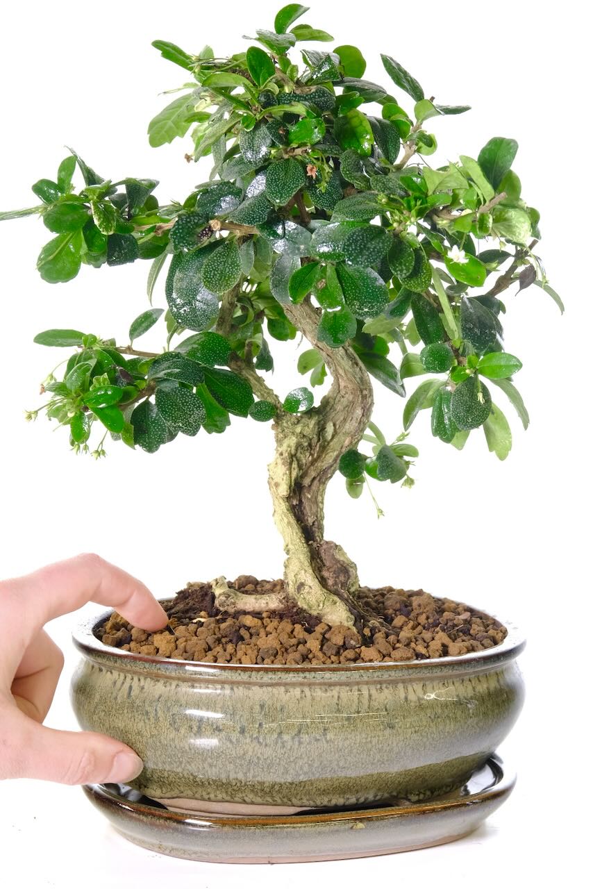 Fukien Tea Tree Bonsai with Striking Shari Trunk - Truly Amazing!