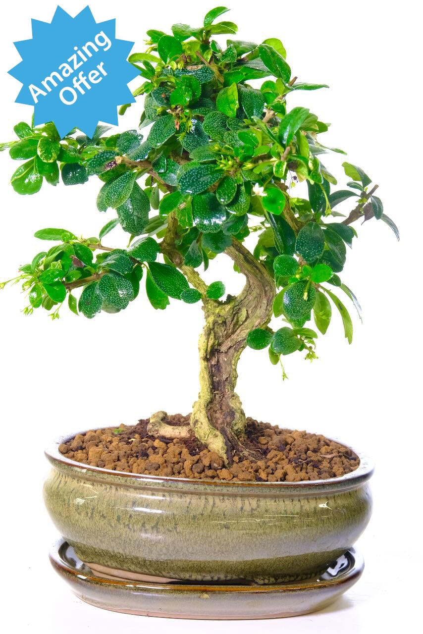 Fukien Tea Tree Bonsai with Striking Shari Trunk - Truly Amazing!