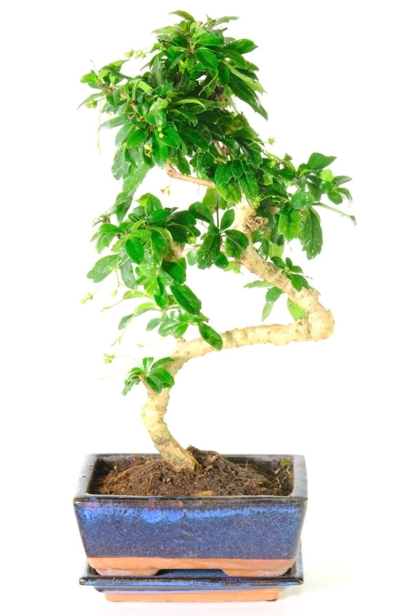 Flowering Bonsai | Gently Shaped Fukien Tea Tree