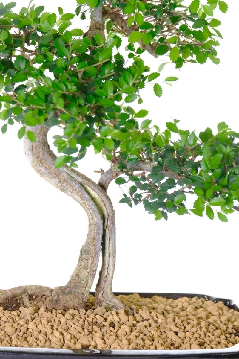 Split Trunk Chinese Elm Bonsai Plant | 19 year old indoor easy care