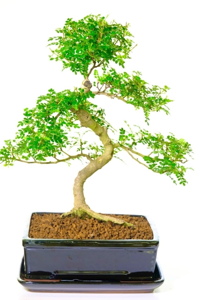 Pepper Tree Bonsai | Beautifully Shaped Aromatic Bonsai Tree UK
