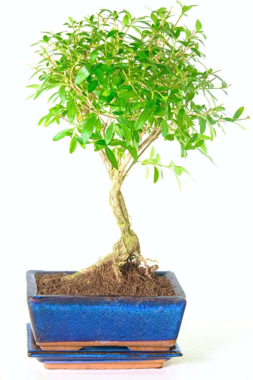 Serissa Bonsai Tree | Artistic & Fun Flowering Indoor Bonsai