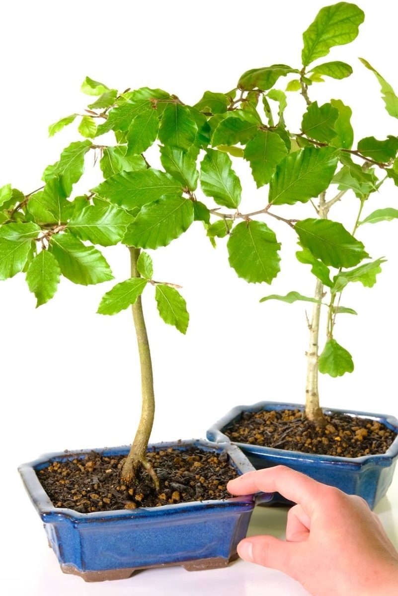 English Oak & Beech | Twin Bonsai Starter Plants - Easy to Grow