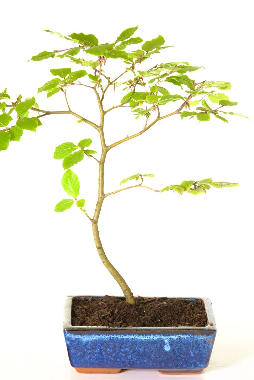 Hardy Semi-Trained Starter Bonsai Tree Sapling | Beech (Fagus)