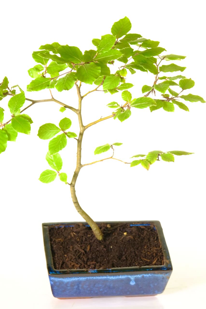 Hardy Semi-Trained Starter Bonsai Tree Sapling | Beech (Fagus)