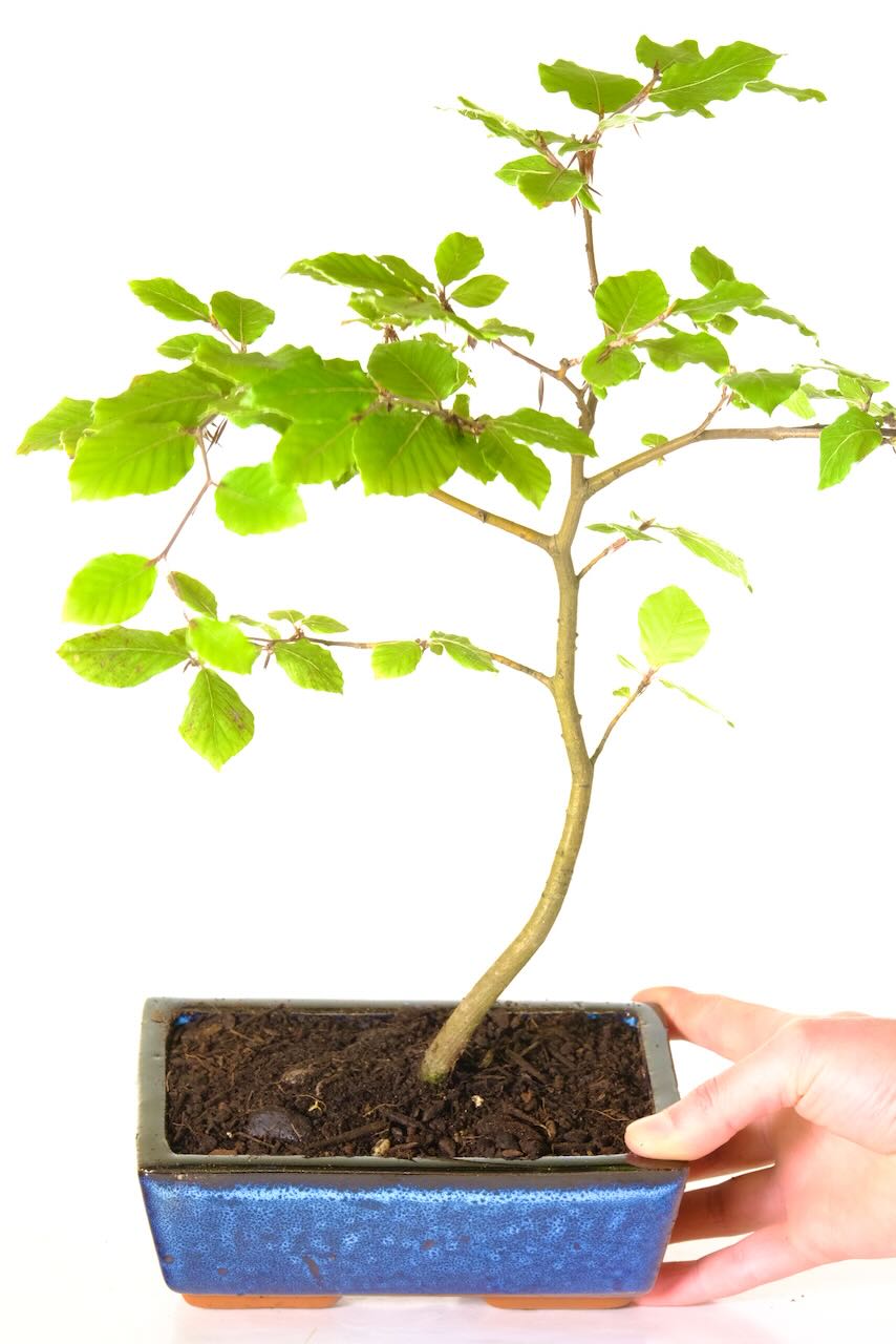 Hardy Semi-Trained Starter Bonsai Tree Sapling | Beech (Fagus)
