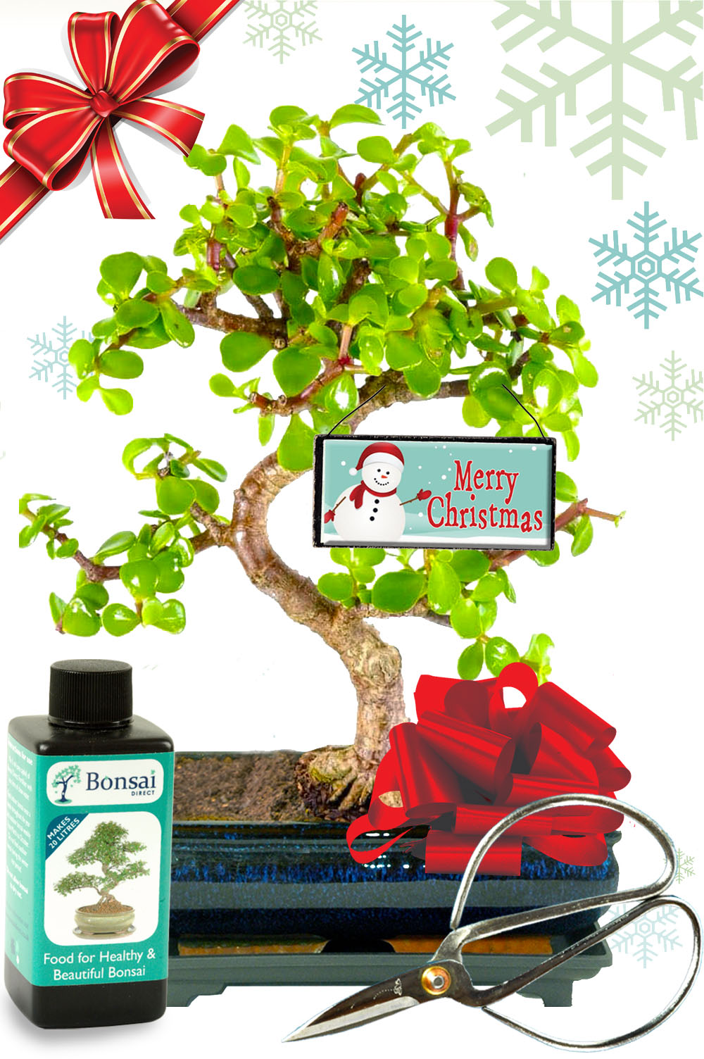 Christmas Money Tree Bonsai | Dwarf Jade Gift Set