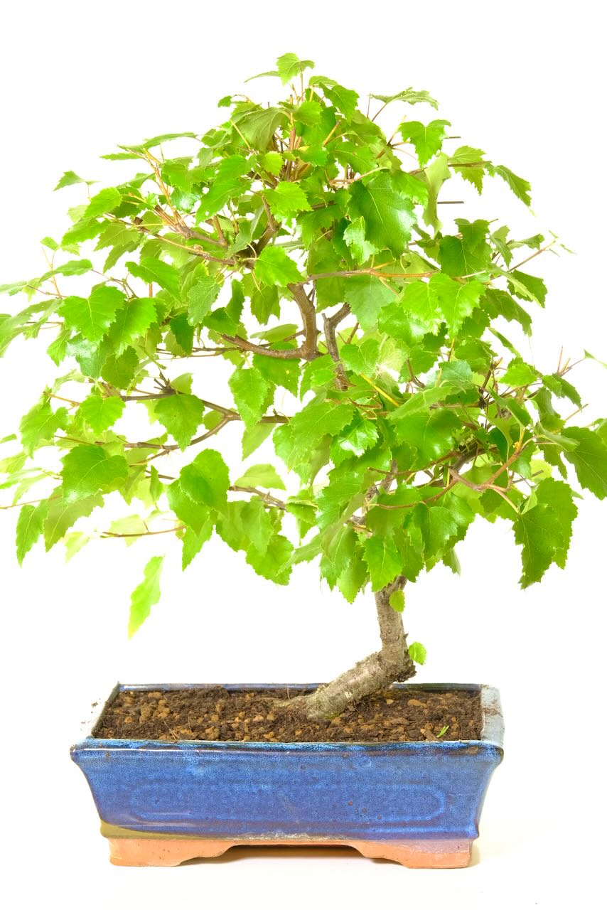 Silver Birch Bonsai Tree - A Symbol of Growth and Elegance