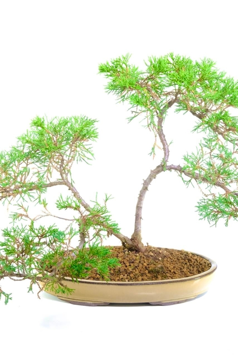 Our Range of Outdoor Bonsai Trees for Sale from Bonsai Direct
