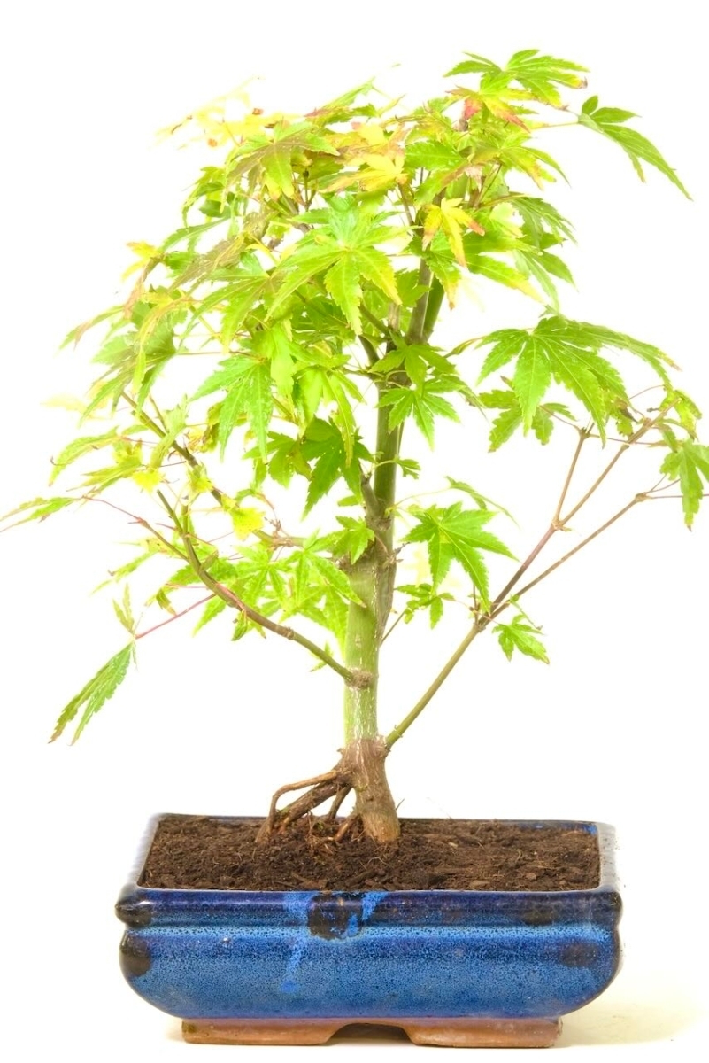 Japanese Maple Bonsai - An Exceptional Outdoor Bonsai For Sale