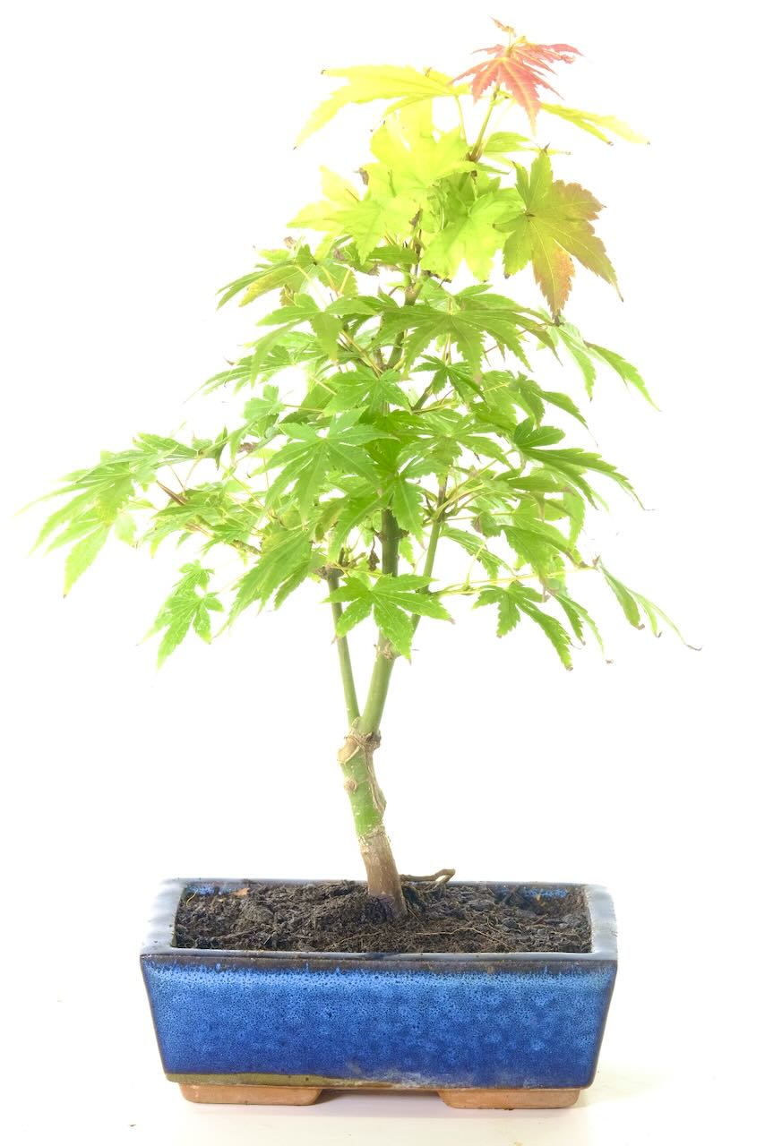 Japanese Maple Bonsai Tree | Informal Upright Orange Dream