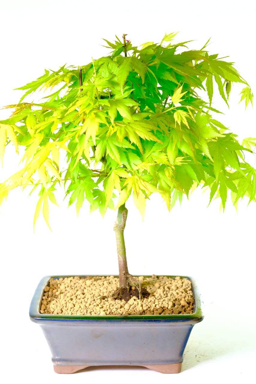 Japanese Maple Bonsai Tree | Informal Upright Orange Dream