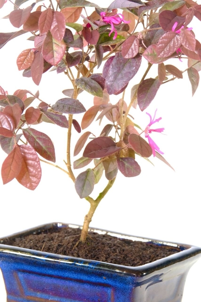 Flowering Loropetalum Bonsai Tree - Starter Chinese Blush Tree