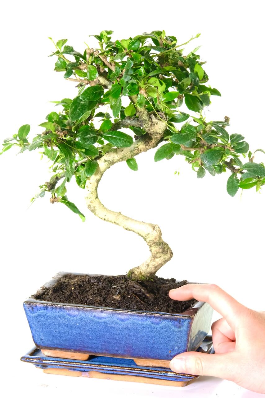 Tea Tree Bonsai - Discovering the Flourishing Fukien Tea Tree