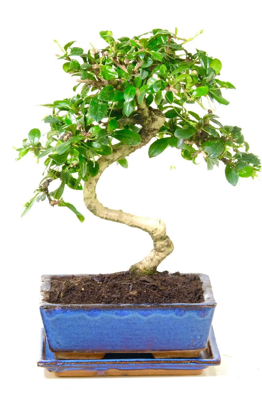 Tea Tree Bonsai - Discovering the Flourishing Fukien Tea Tree
