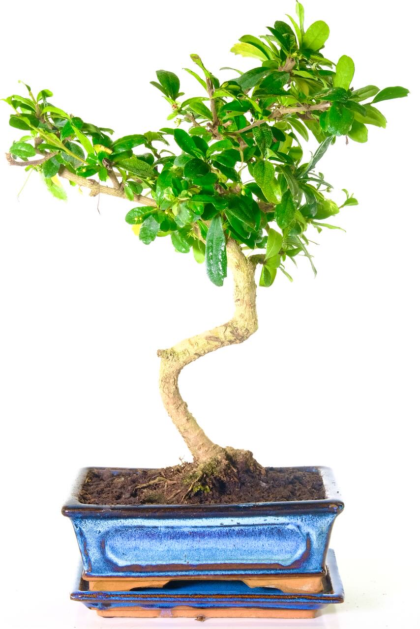 S-Shaped Twisty Fukien Tea Tree Flowering Bonsai