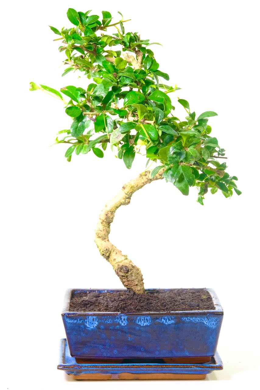 Best Indoor Bonsai for a warm room that blooms with white flowers