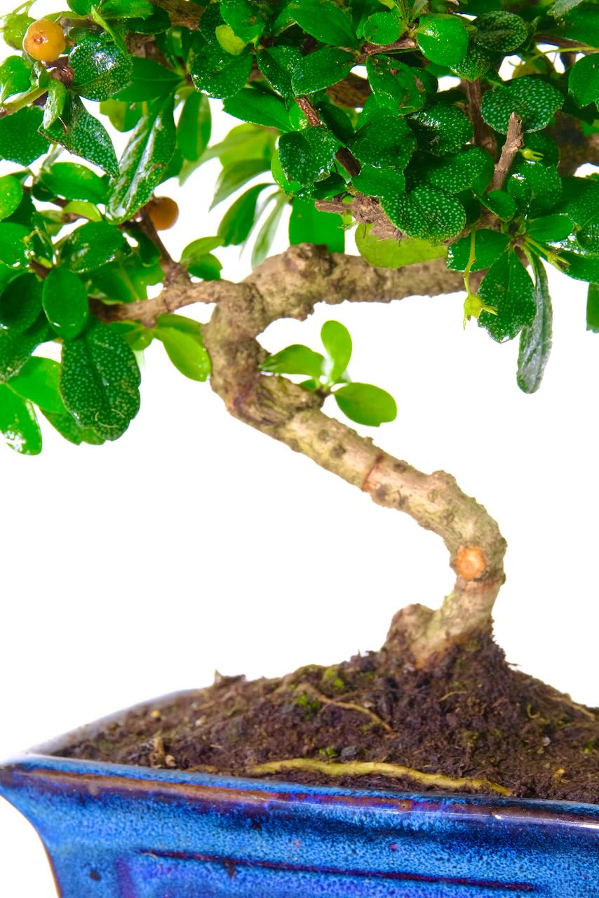 Fukien Tea Tree Flowering Indoor Bonsai | Navy Blue Pot