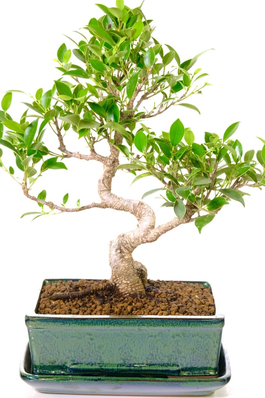 Indoor Ficus Bonsai Tree with Silver Striations - Stunning Design