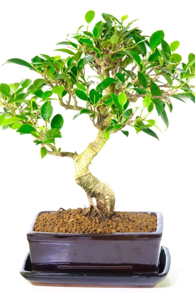 Ficus Bonsai Tree for Sale | 16 Years of Banyan Beauty