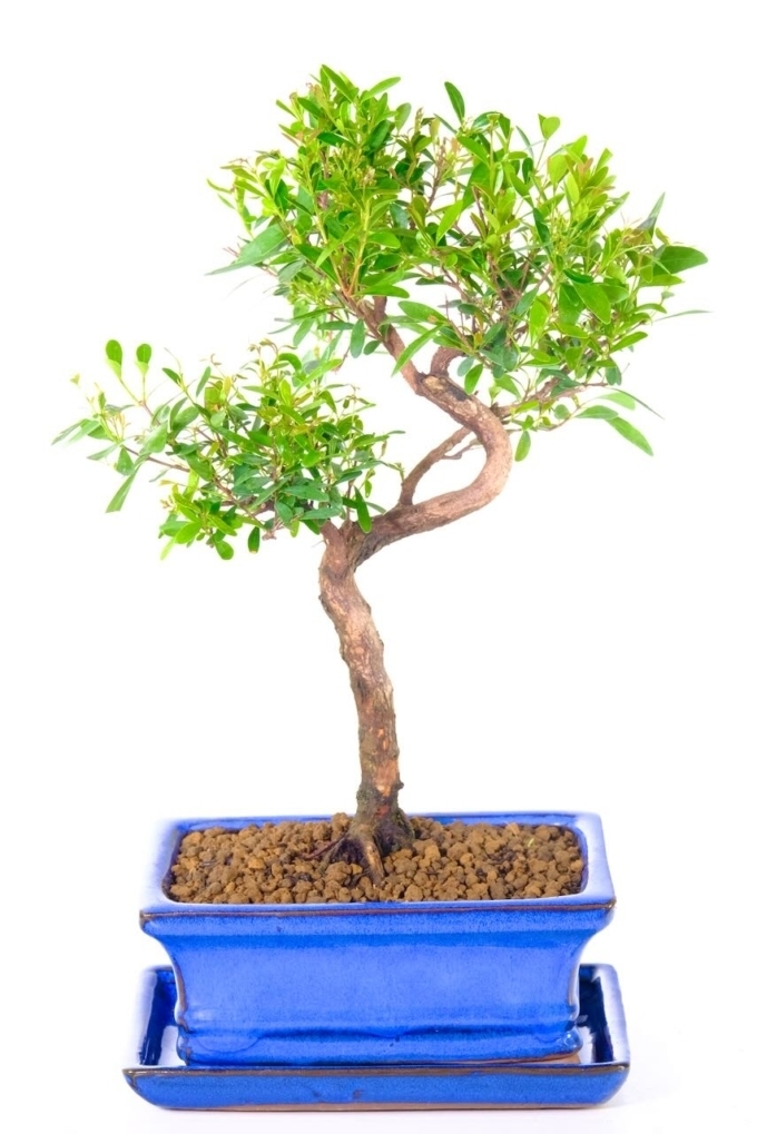 Myrtle Bonsai | Elegant Indoor Flowering Bonsai Tree