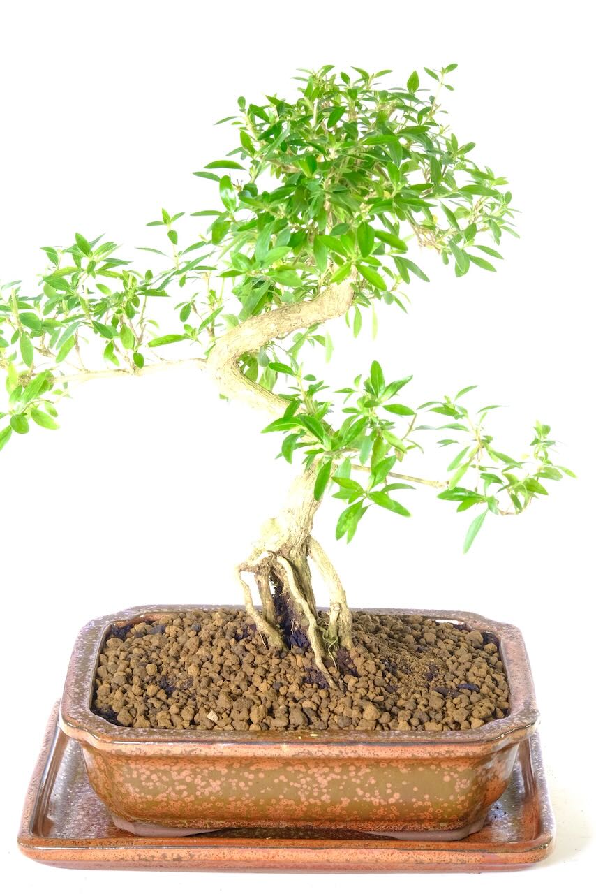 Serissa Bonsai Tree - A Decade Old Beauty in a Rustic Bronze Pot.