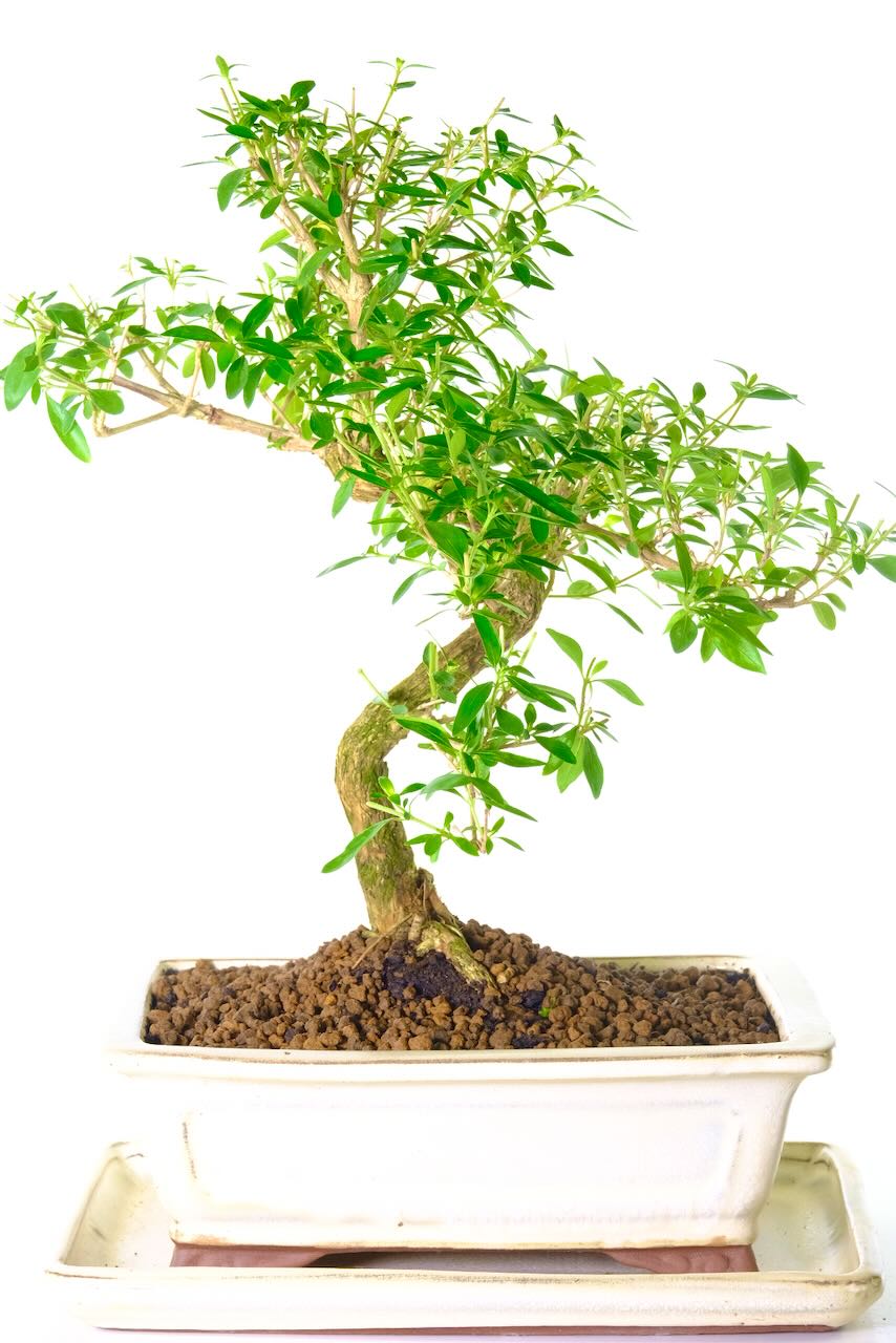 Eye-Catching Tree of a Thousand Stars Flowering Bonsai UK