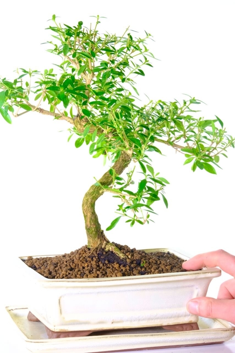 Eye-Catching Tree of a Thousand Stars Flowering Bonsai UK