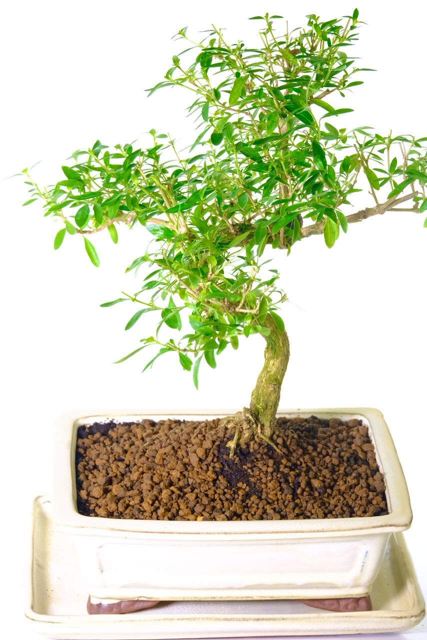 Eye-Catching Tree of a Thousand Stars Flowering Bonsai UK