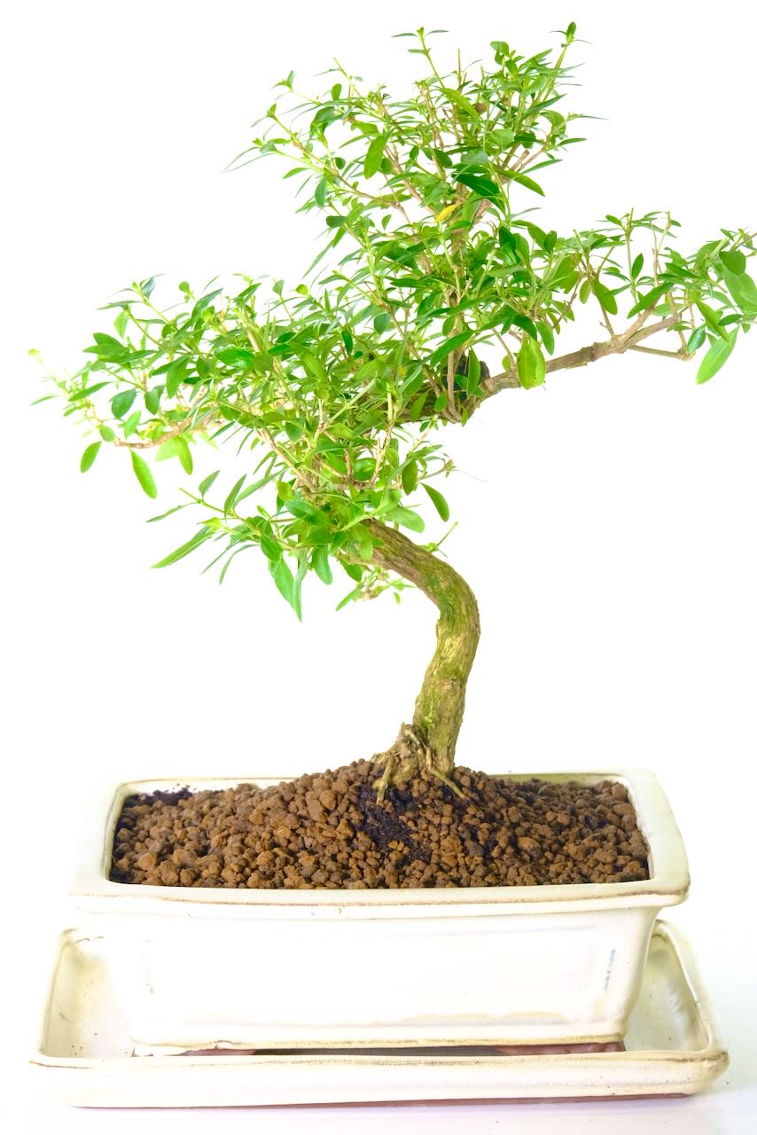 Eye-Catching Tree of a Thousand Stars Flowering Bonsai UK