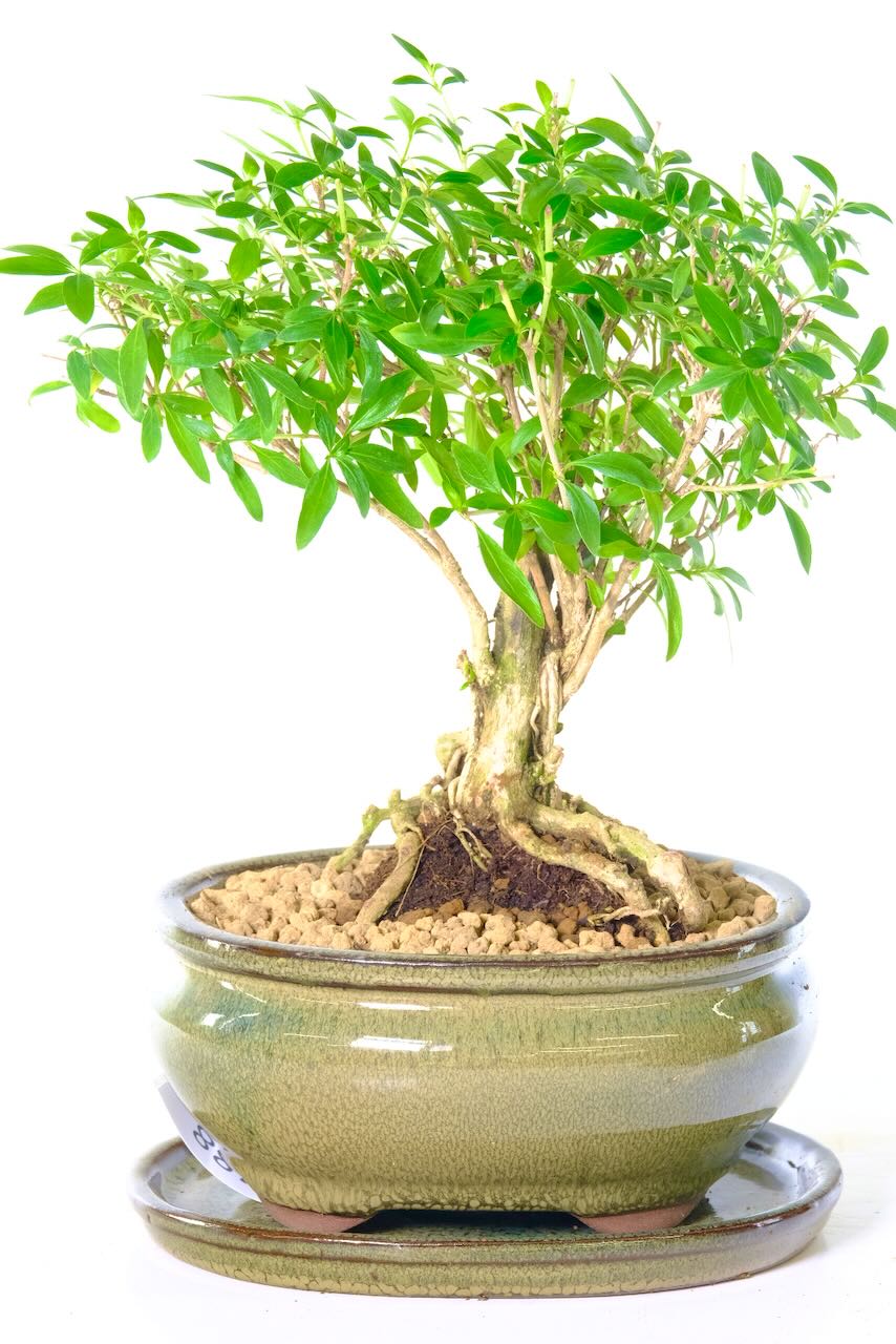 Dainty Miniature Serissa Foetida Indoor Bonsai | Elegant & Serene