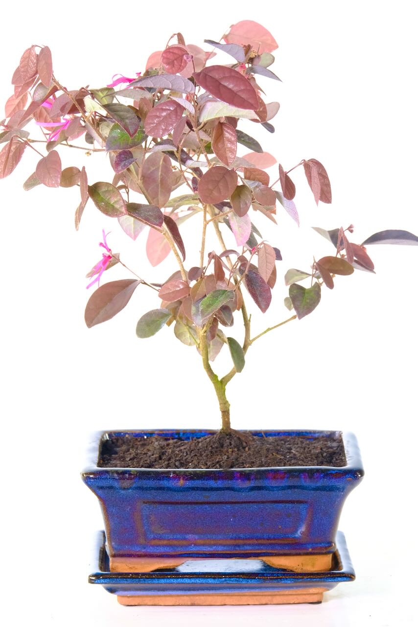 Flowering Loropetalum Bonsai Tree - Starter Chinese Blush Tree