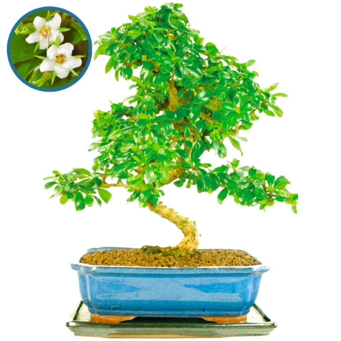 Bonsai Trees for Sale | Order Your Bonsai Tree from Bonsai Direct