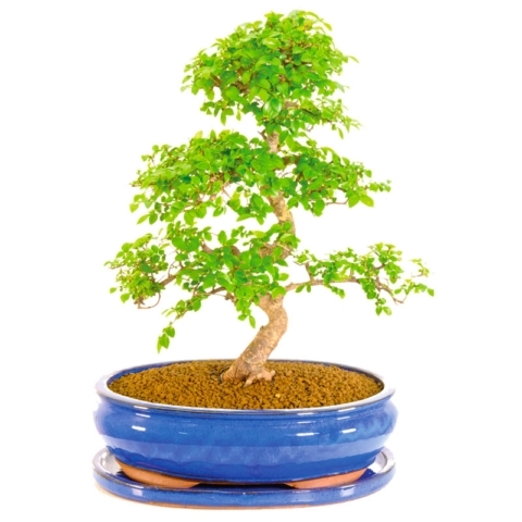 Bonsai Trees for Sale | Order Your Bonsai Tree from Bonsai Direct