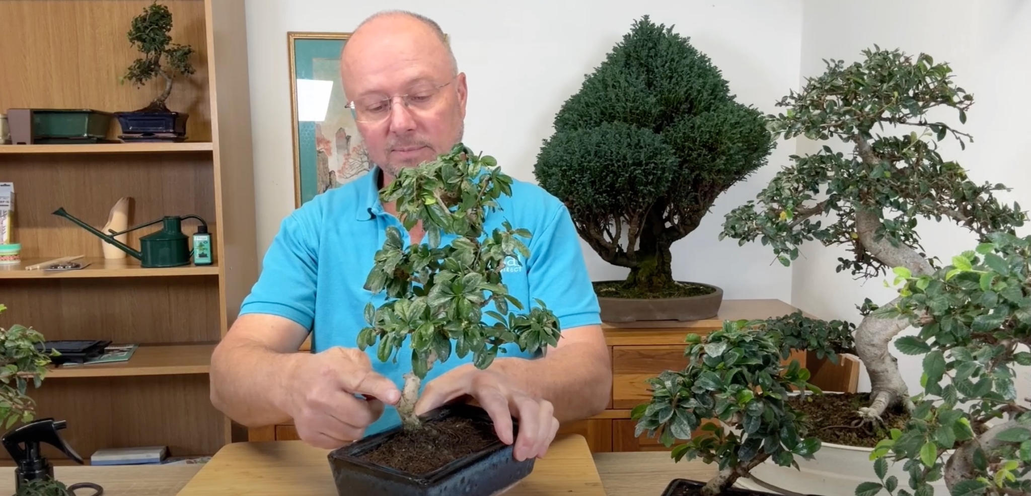 Bonsai Trunk Taper - Educational Video Showing How to Improve