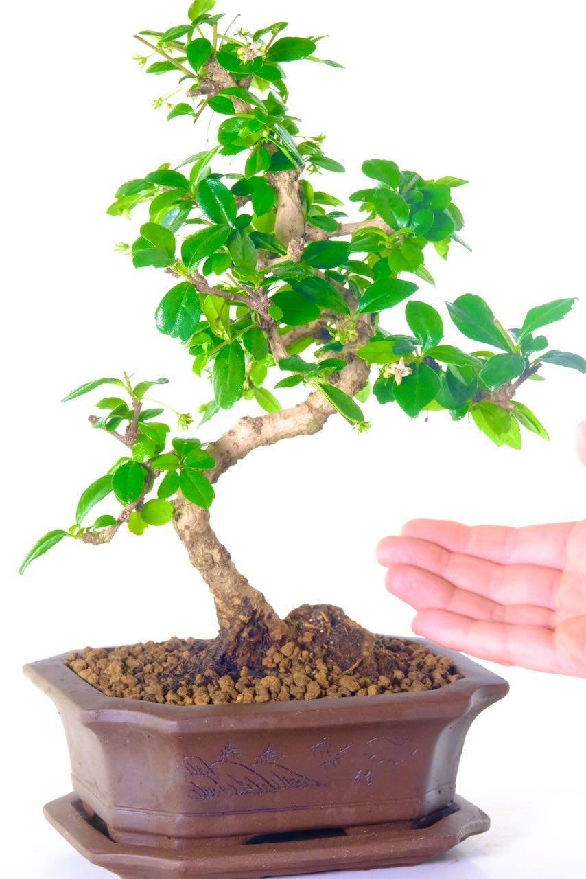 White Summer Flowers - Fukien Tea Tree Bonsai: Glossy Canopy