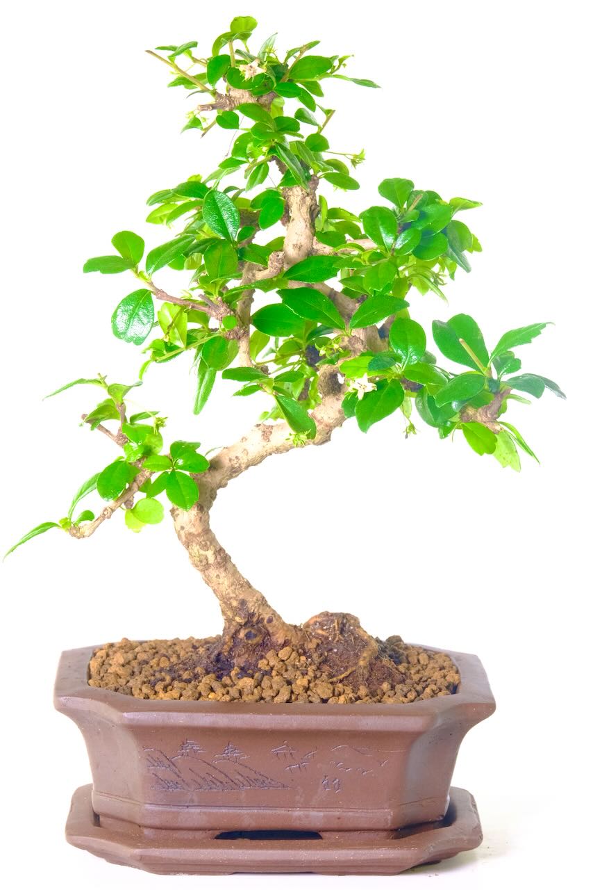 White Summer Flowers - Fukien Tea Tree Bonsai: Glossy Canopy